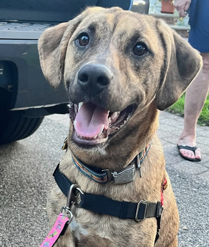 Alsea | LDEO Paleomagnetics and Stratigraphy (PAST) Group